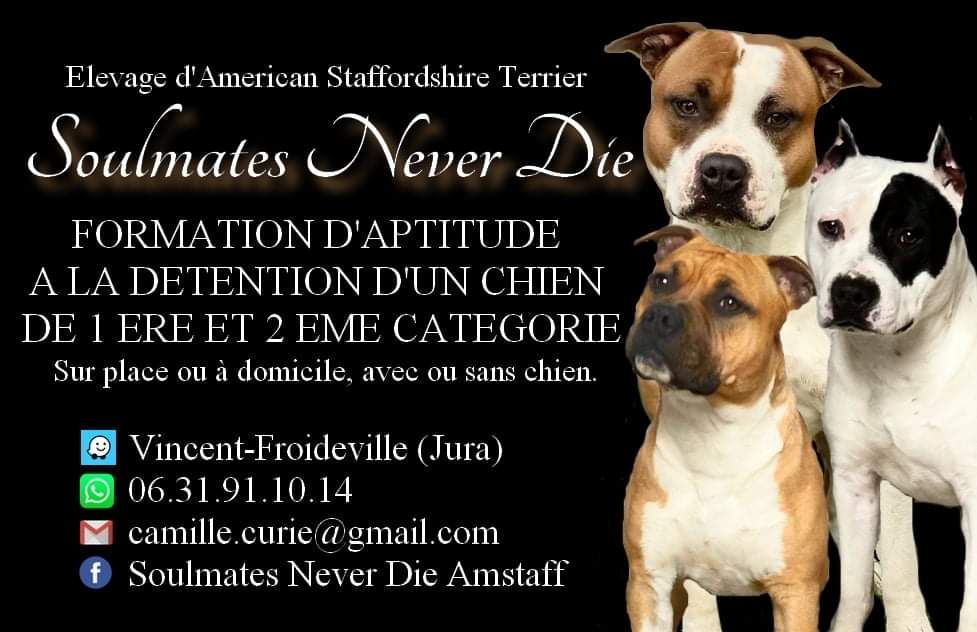 Dressage - Elevage Soulmates Never Die - eleveur de chiens American ...